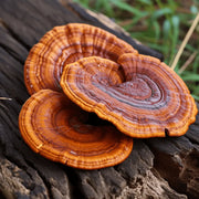 Unlocking the health benefits of reishi: the wonder mushroom – n0glitch